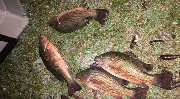 Ramai Yang Tak Tahu Perbezaan Ikan Ketarap Dan Bayan - Umpan Ramai Yang Tak Tahu Perbezaan Ikan Ketarap Dan Bayan - Umpan