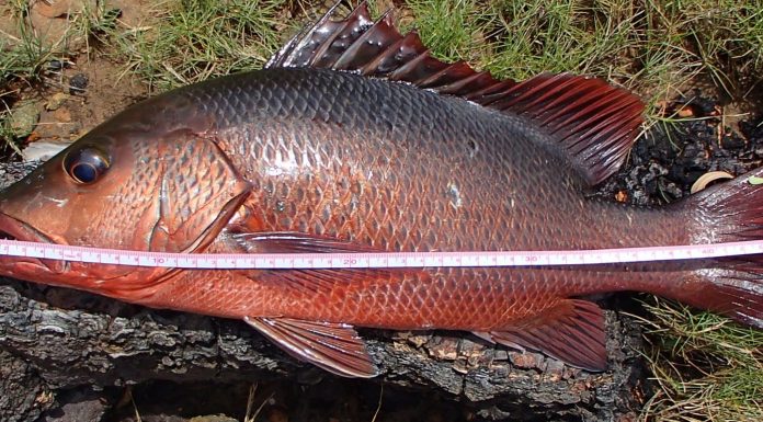 Info Spesies : Profil Siakap Merah Serigala Muara