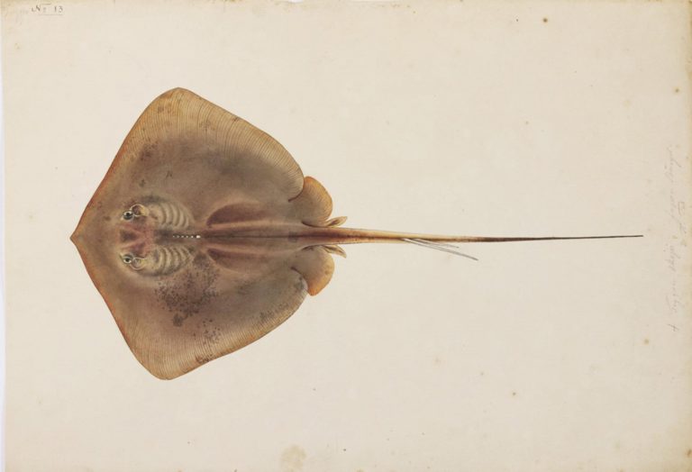 Info spesies: Kenali ikan ketuka!!