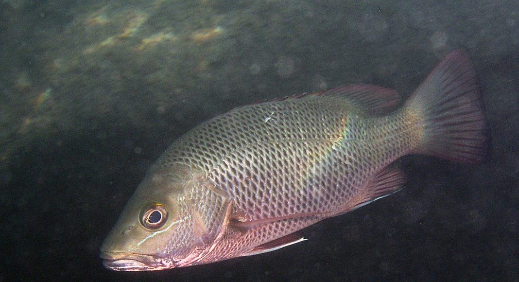 Ramai Yang Tak Tahu Perbezaan Ikan Ketarap Dan Bayan - Umpan