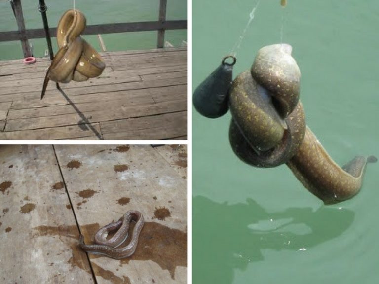 Info Spesies - Kenali Jenis Umpun-Umpun - Umpan