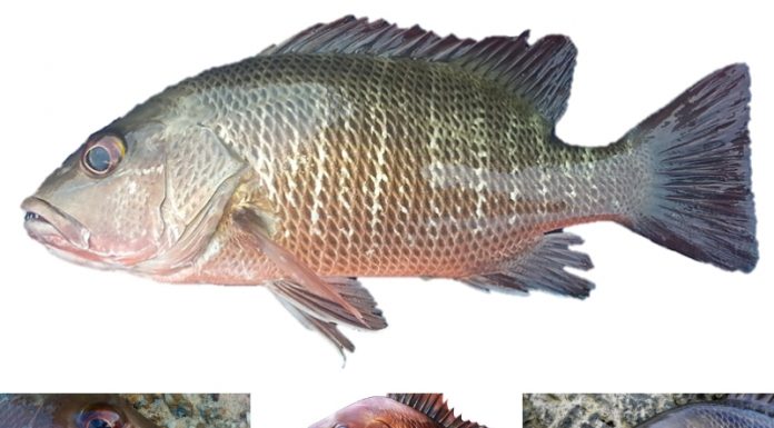 Ramai Yang Tak Tahu Perbezaan Ikan Ketarap Dan Bayan - Umpan