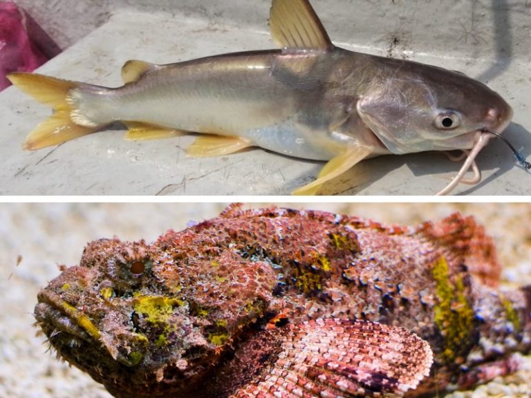 Korang Tanya Umpan Jawab – S9S18- Ikan bersengat pancingan muara??