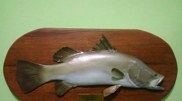 Mengenal Jenis-Jenis Ikan Depu Berbisa - Umpan