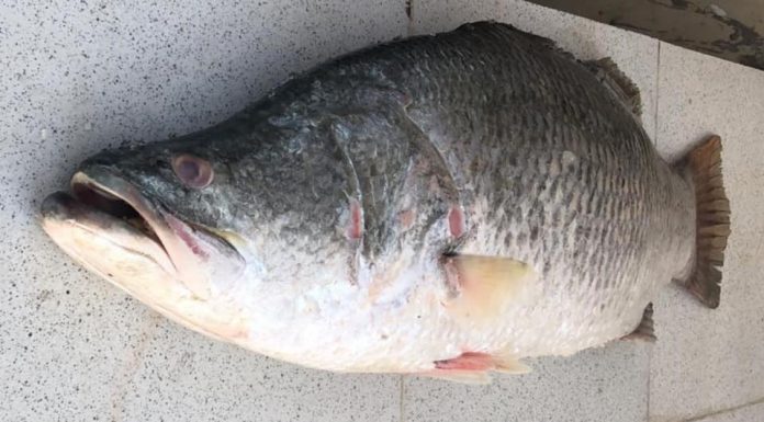 Mengenal Jenis-Jenis Ikan Depu Berbisa - Umpan