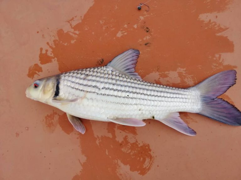 Info Spesies: Kenali ikan temoleh - Umpan