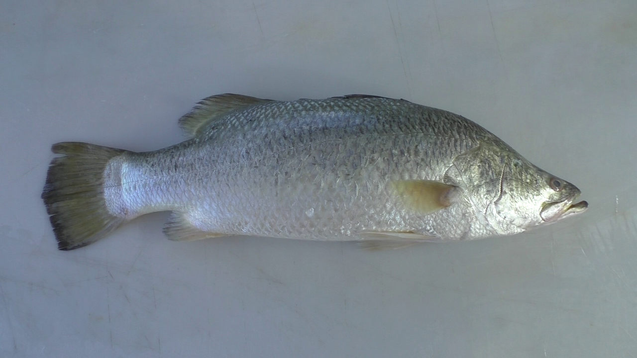 Mengenal Jenis-Jenis Ikan Depu Berbisa - Umpan