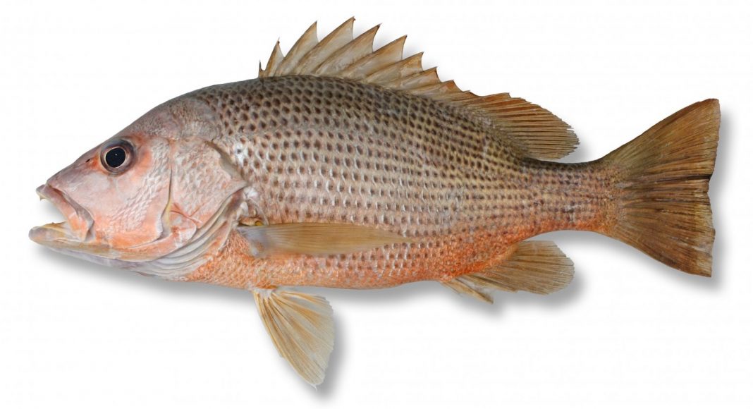 Info spesies: Keluarga ikan bayan / ketarap!! - Umpan