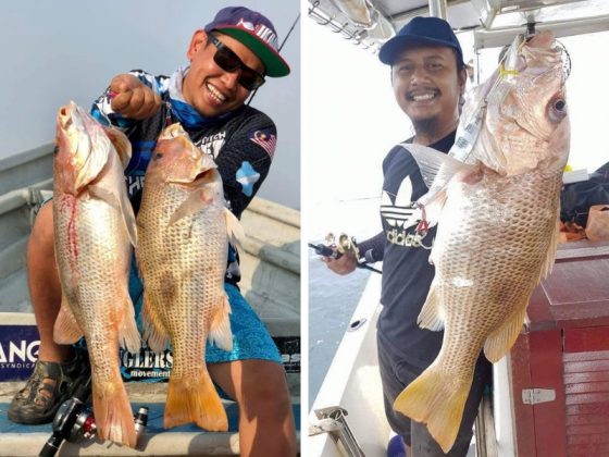 Info Spesies: Profil Ikan Jenahak - Umpan