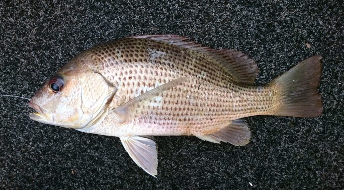 Info spesies: Keluarga ikan bayan / ketarap!! - Umpan