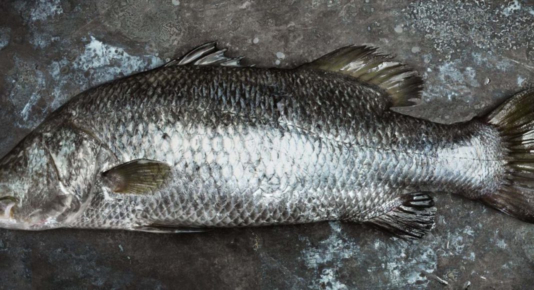 Mengenal Jenis-Jenis Ikan Depu Berbisa - Umpan