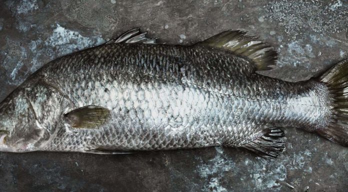 Info spesies: Profil ikan siakap