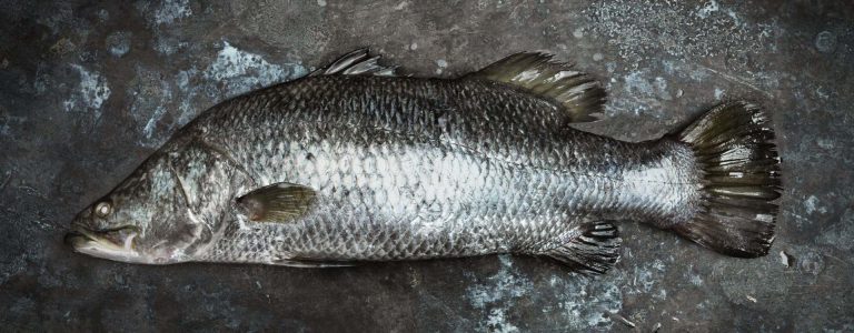 Mengenal Jenis-Jenis Ikan Depu Berbisa - Umpan