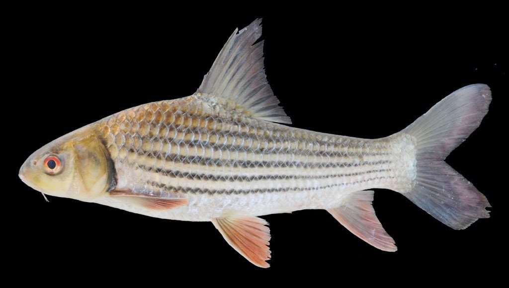 Info Spesies: Kenali ikan temoleh - Umpan