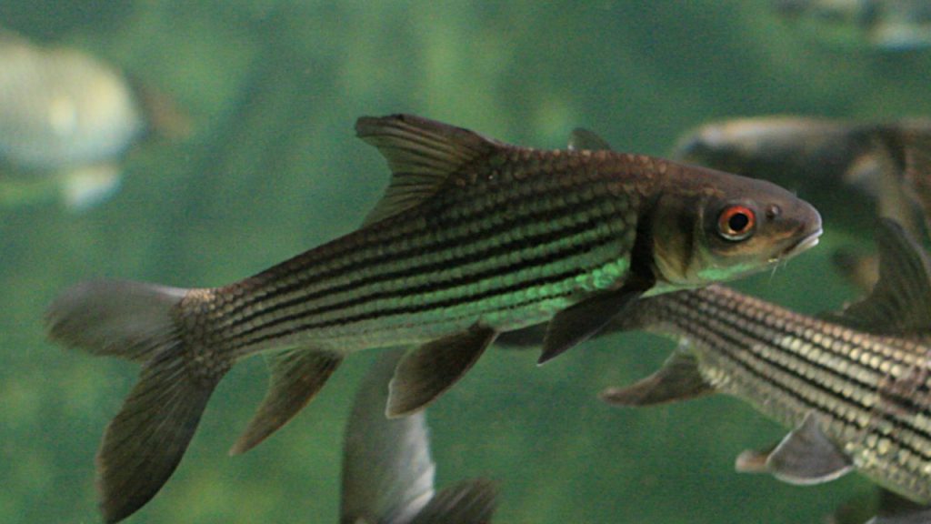 Info Spesies: Kenali ikan temoleh - Umpan