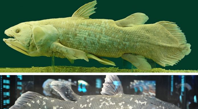 Mengenal Identiti Kumpulan Ikan Gerut-Gerut