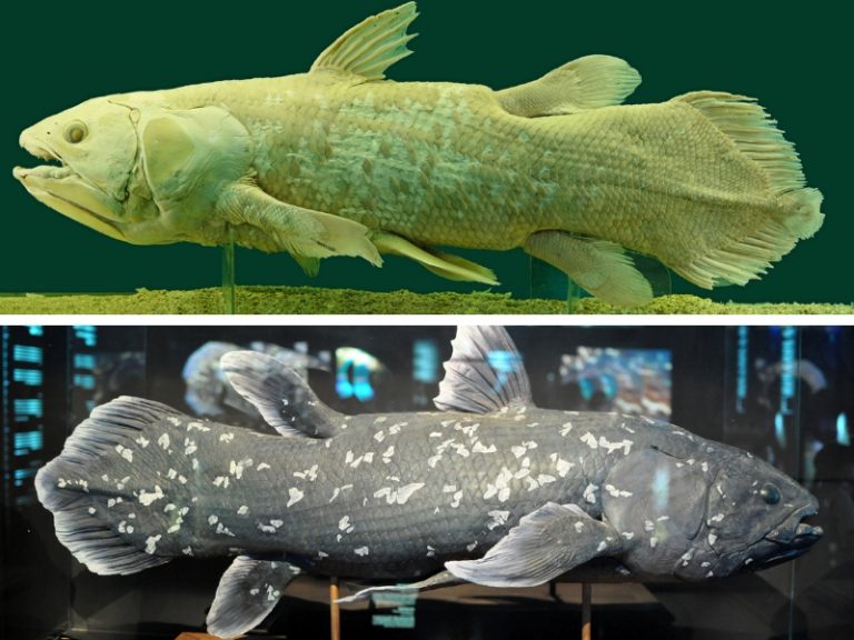 Mengenal Identiti Kumpulan Ikan Gerut-Gerut