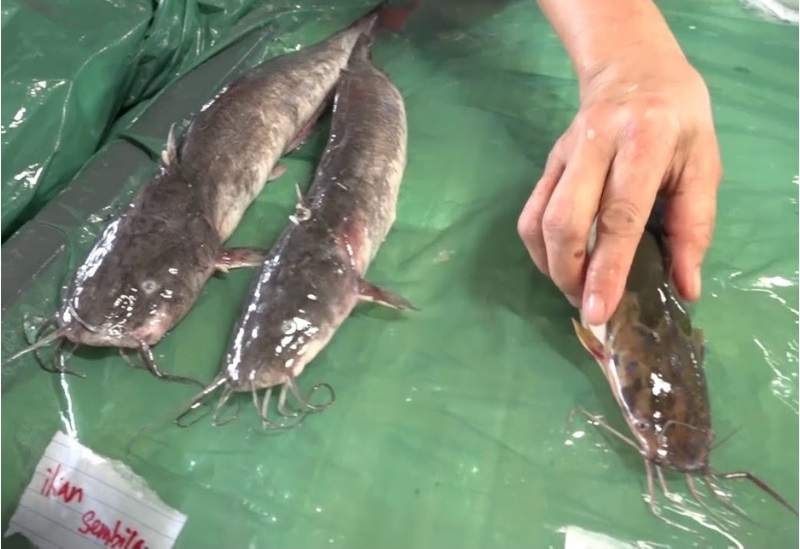 WACANA: Gemang dan sembilang, ikan sama atau berbeza? - Umpan