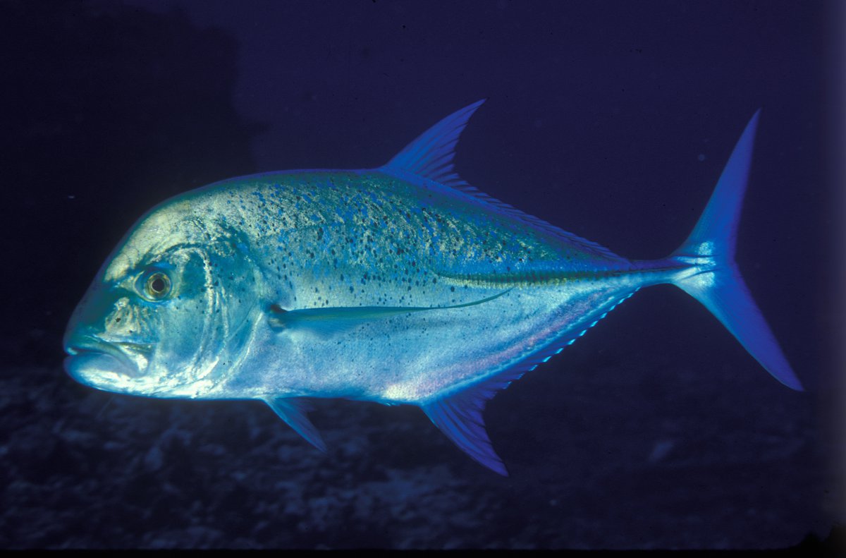 Bluefin - Umpan