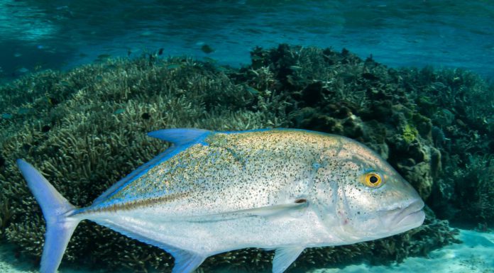 Kenali 3 Spesies Ikan Aji-Aji Malaysia!! - Umpan