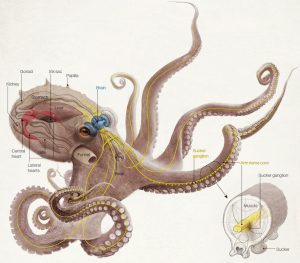 Octopus Diagram Labeled