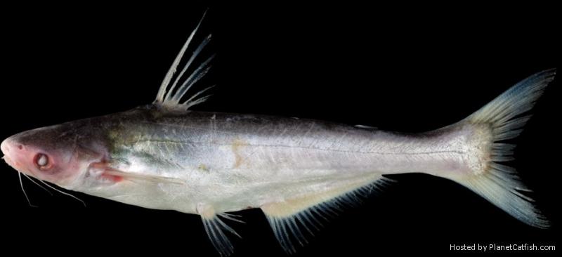 Info Spesies - Kenali keluarga ikan patin - Umpan