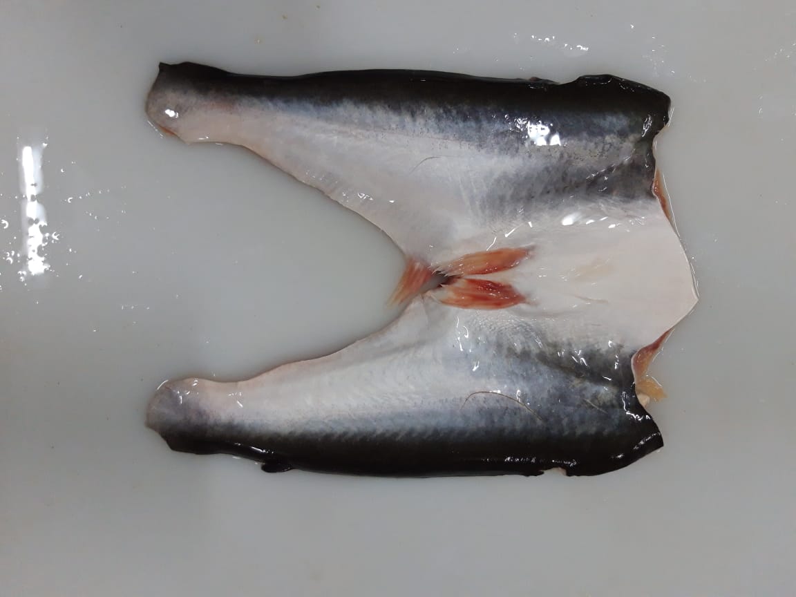 Khasiat ikan patin yang patut korang tahu