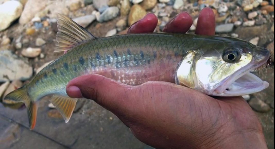 Info Spesies - Kenali Ikan Sikang