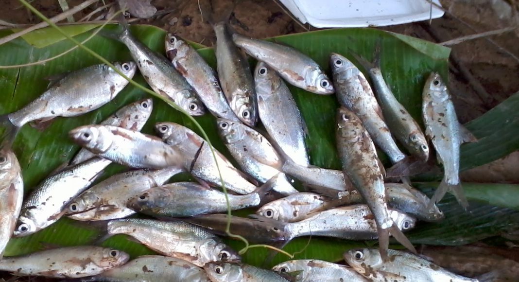 Mengenal Identiti Ikan Lampam Asli Tempatan - Umpan