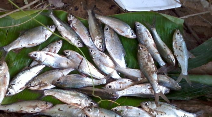 Mengenal Identiti Spesies Ikan Baung Kuning!