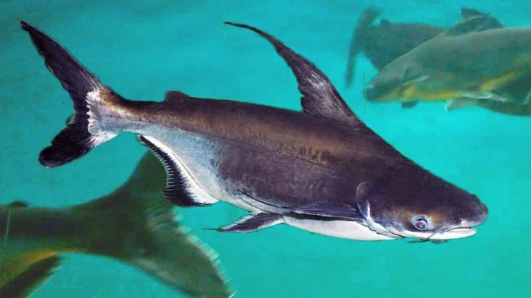 Mengenal Identiti Ikan Lampam Asli Tempatan - Umpan