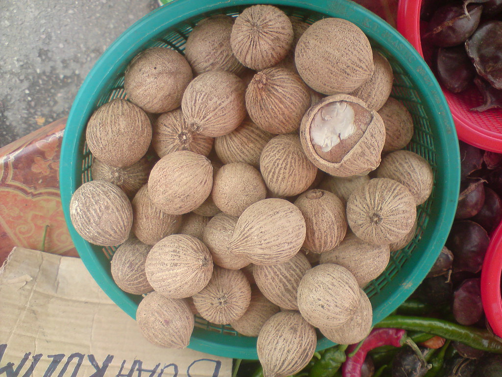 Info Spesies - Kenali Jenis Umpun-Umpun - Umpan