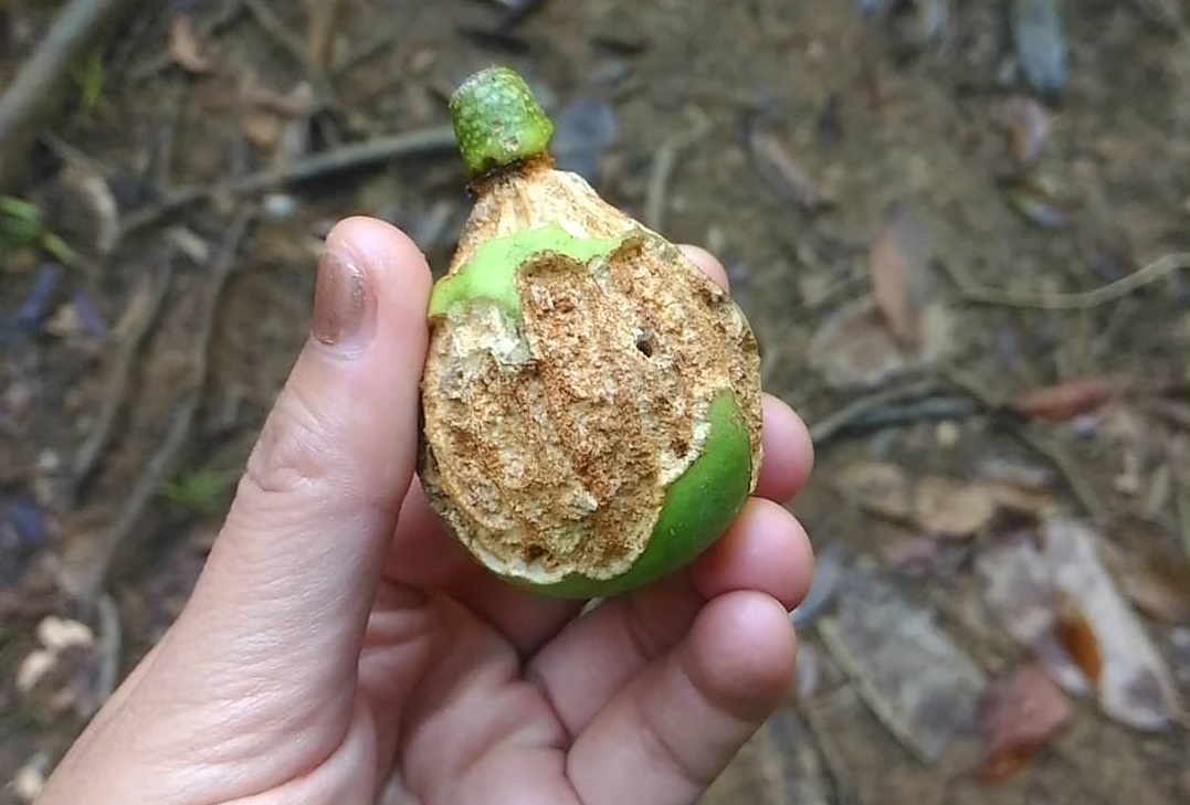 Info Spesies - Kenali Jenis Umpun-Umpun - Umpan