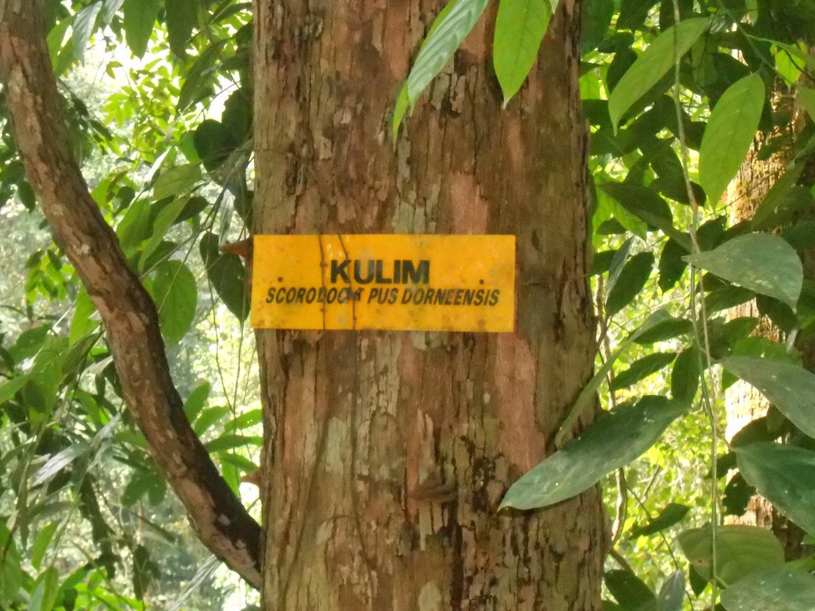 Info Spesies - Kenali Pokok Kulim