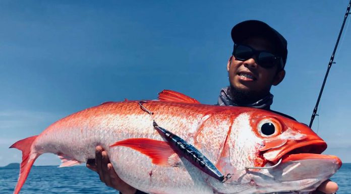 Info Spesies : Kenali Ruby Snapper!!