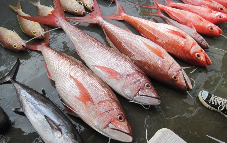 Tip & Trik pancingan dasar ruby snapper!!