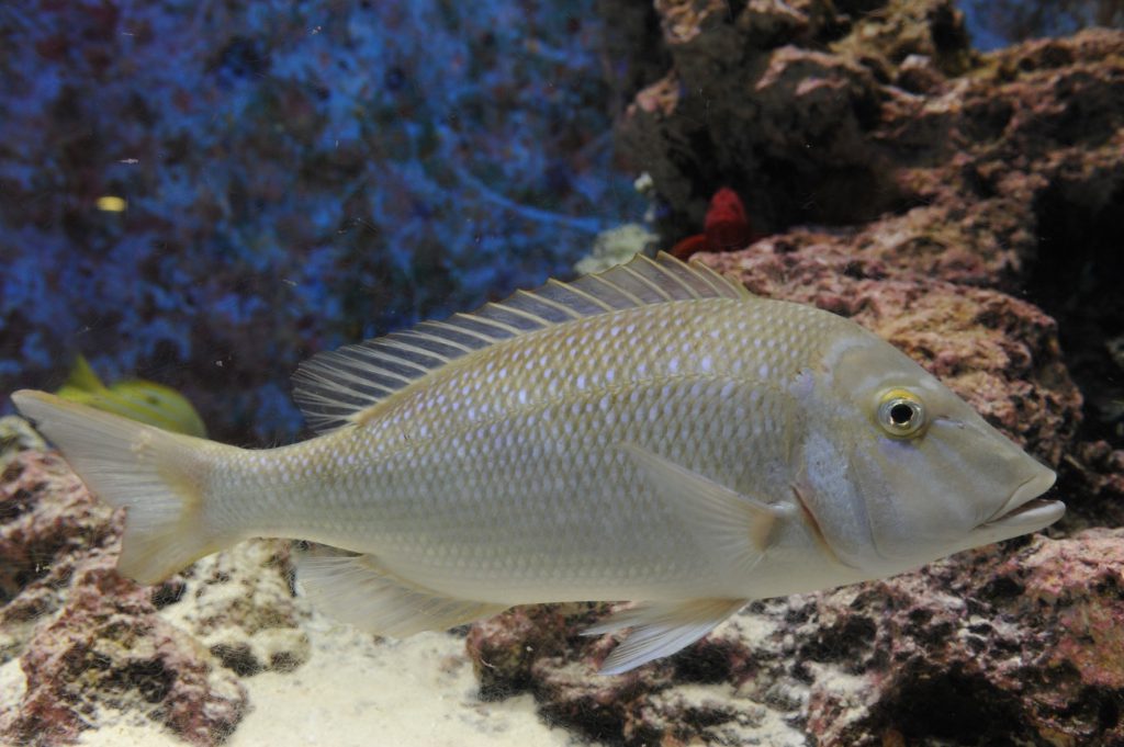 Ikan Tambak - Perumperindo.co.id