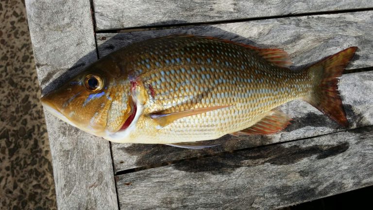 Kenali Spesies Tenggiri Perairan Tempatan - Umpan