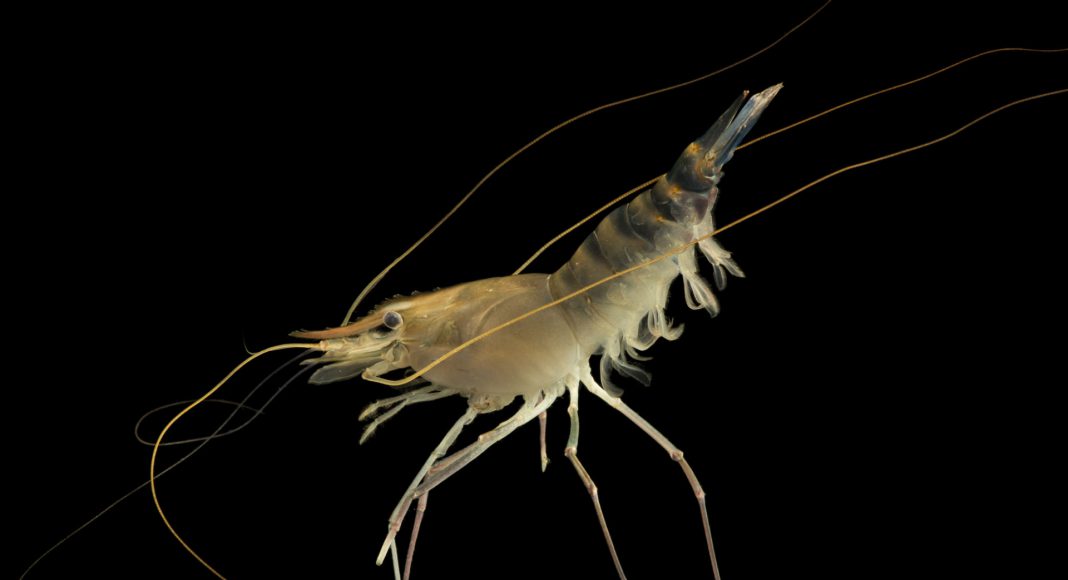 Info Spesies : Profil Udang Galah