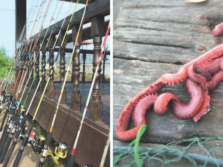 Pancingan udang galah 101 - Umpan