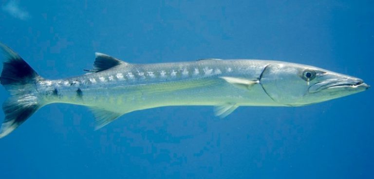 3 Spesies Tenggiri Popular Tanah Air © - Umpan