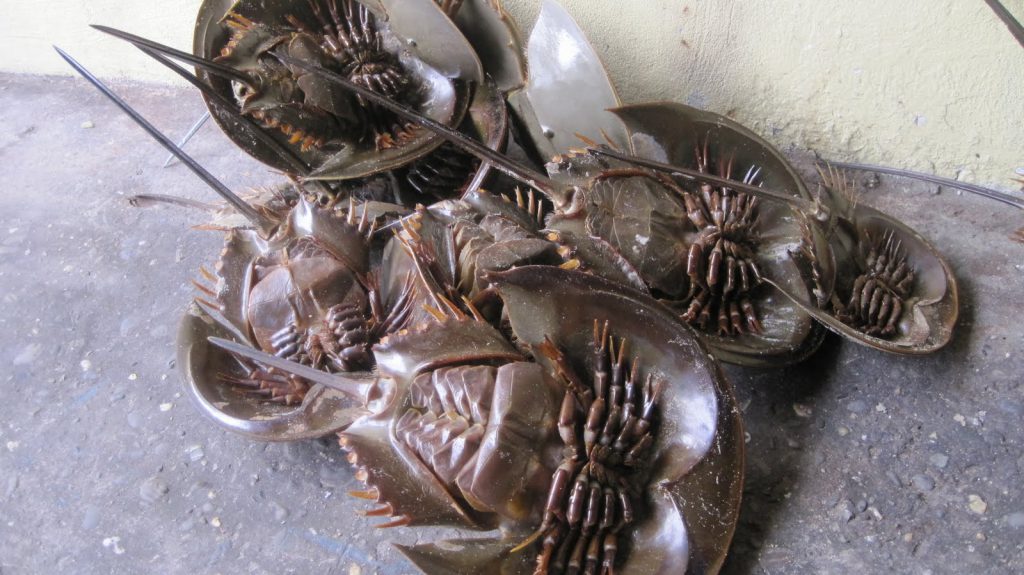 Info spesies - Profil ringkas belangkas - Umpan