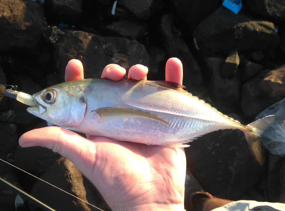 Mengenal Identiti Kumpulan Ikan Gerut-Gerut - Umpan