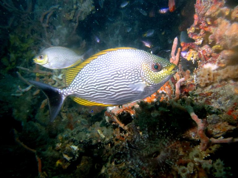 Mengenal Identiti Spesies Keluarga Ikan Belanak