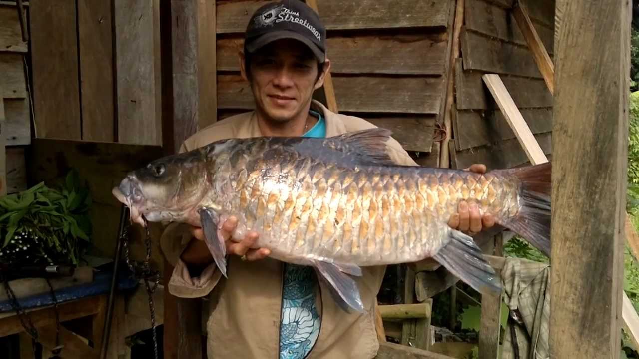 Tom tambra nama saintifik terkini kelah merah!