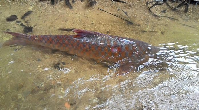 Ramai Yang Tak Tahu Perbezaan Ikan Ketarap Dan Bayan - Umpan