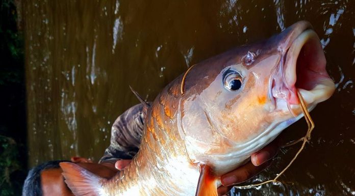 Ramai Yang Tak Tahu Perbezaan Ikan Ketarap Dan Bayan - Umpan