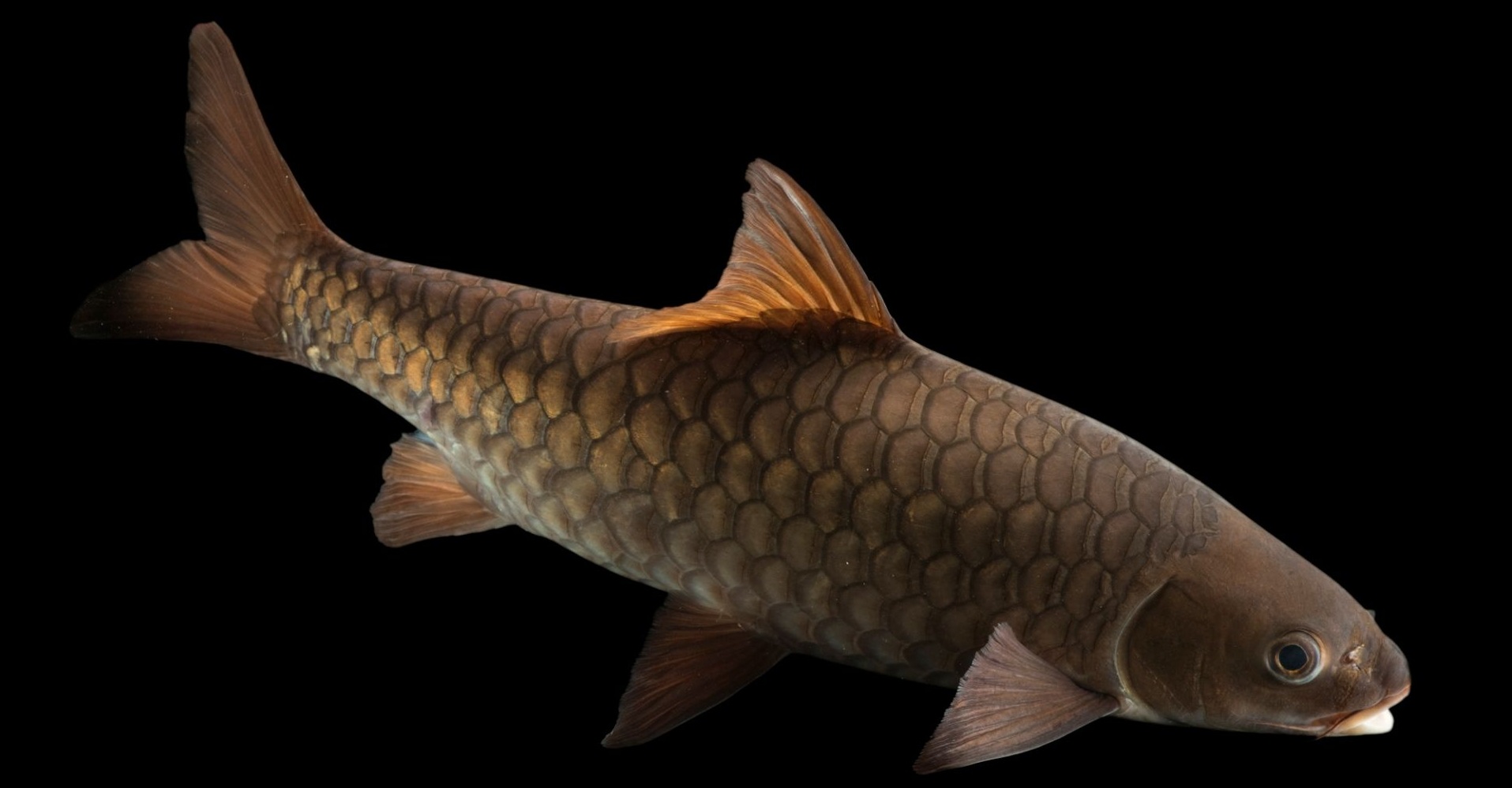 9 Jenis Umpan Ikan Terbaik Di Laut!! - Umpan