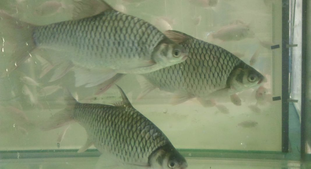 Wacana: Kepentingan Ikan Lampam Dalam Industri