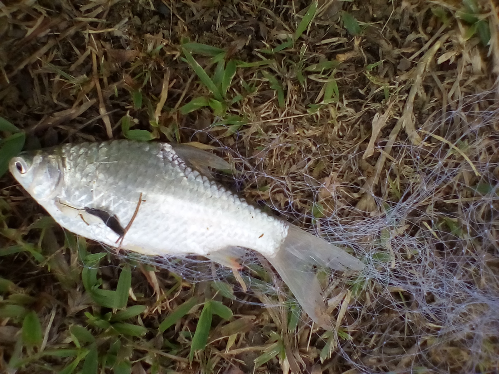 Wacana: Kepentingan Ikan Lampam Dalam Industri